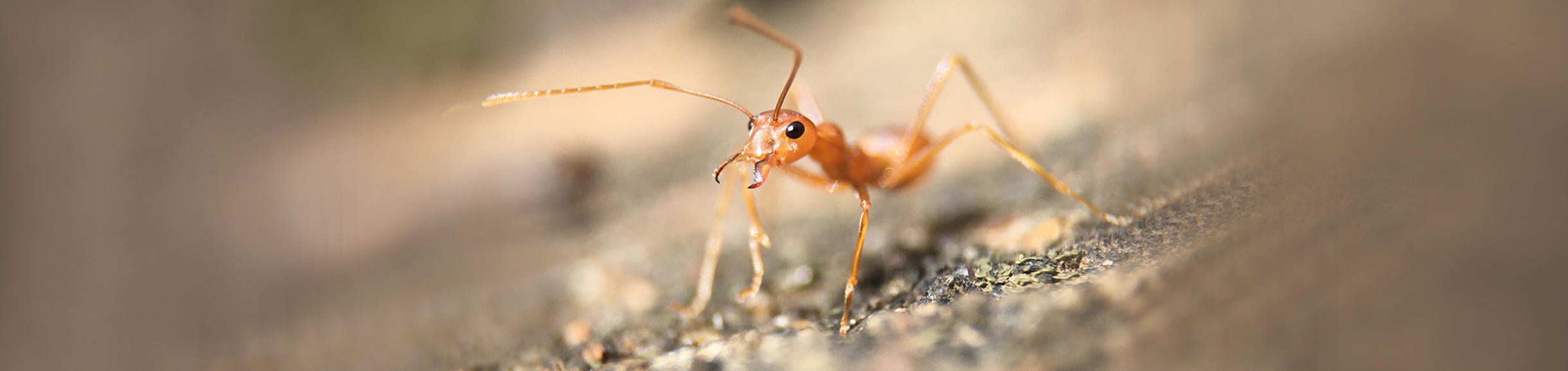 Primary Type List | Entomology Research Museum