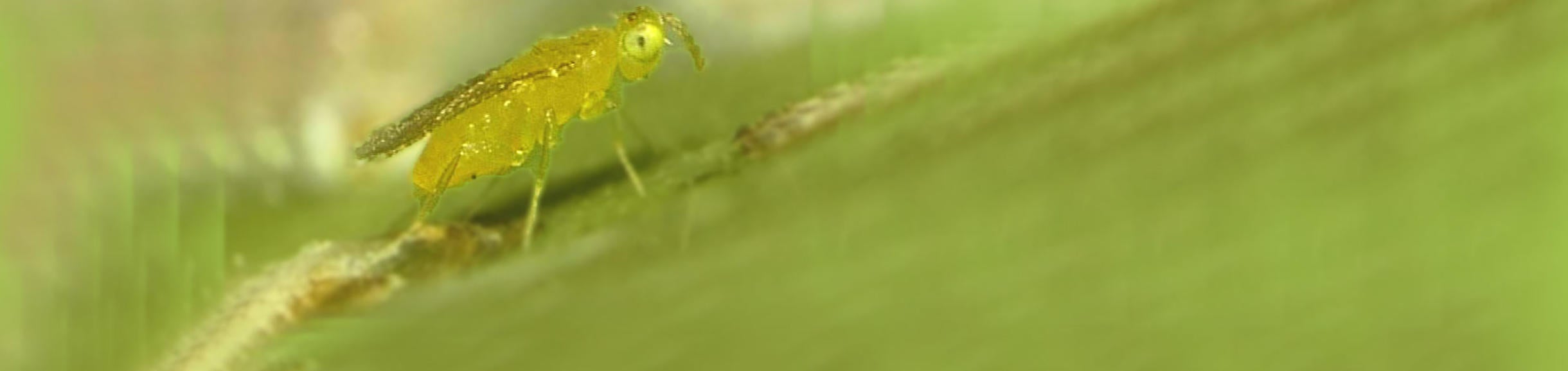 Remounting Procedure for Aphytis | Entomology Research Museum