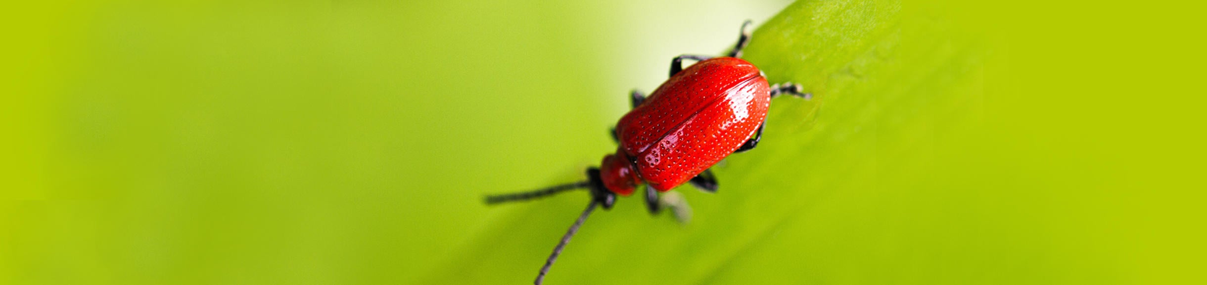 Meloidae Holdings | Entomology Research Museum