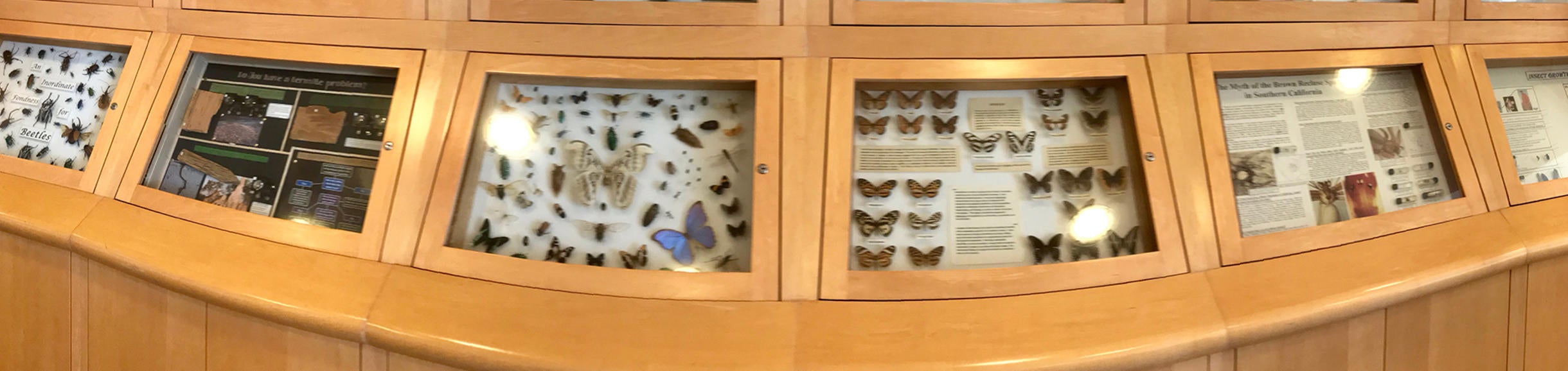 Bug Spotlight | Entomology Research Museum