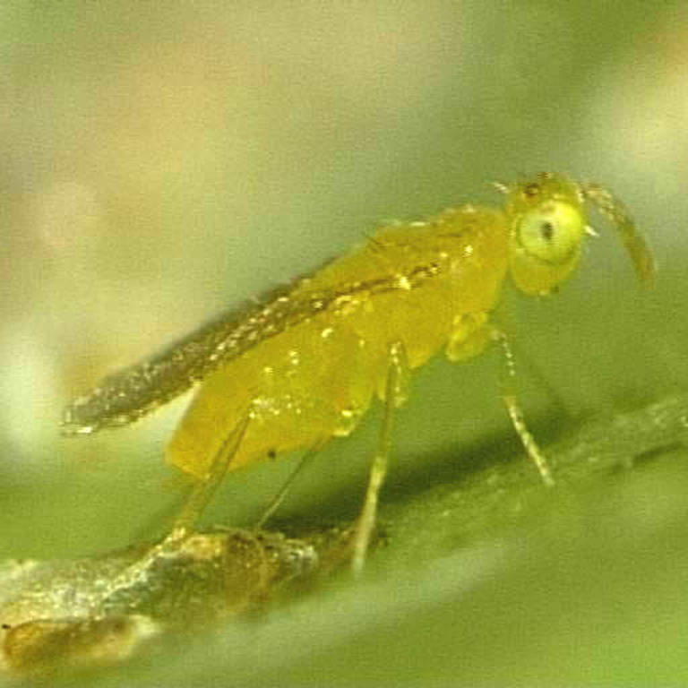 Guides and FAQs | Entomology Research Museum