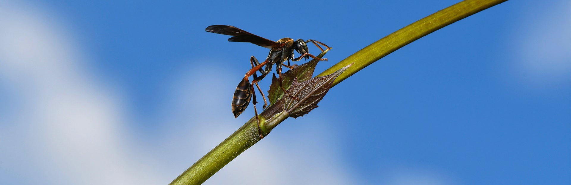 Encyrtid Holdings | Entomology Research Museum